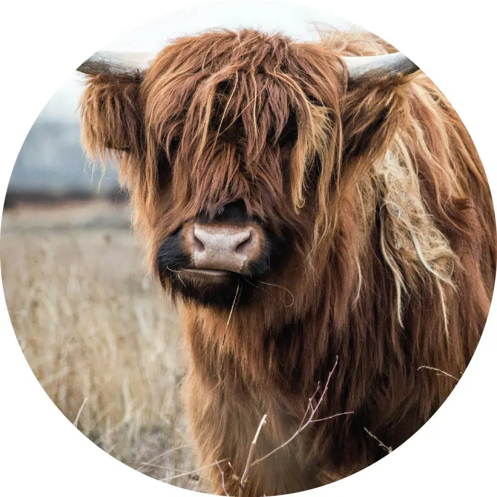 Happy highlander - Gewoon Ziezo